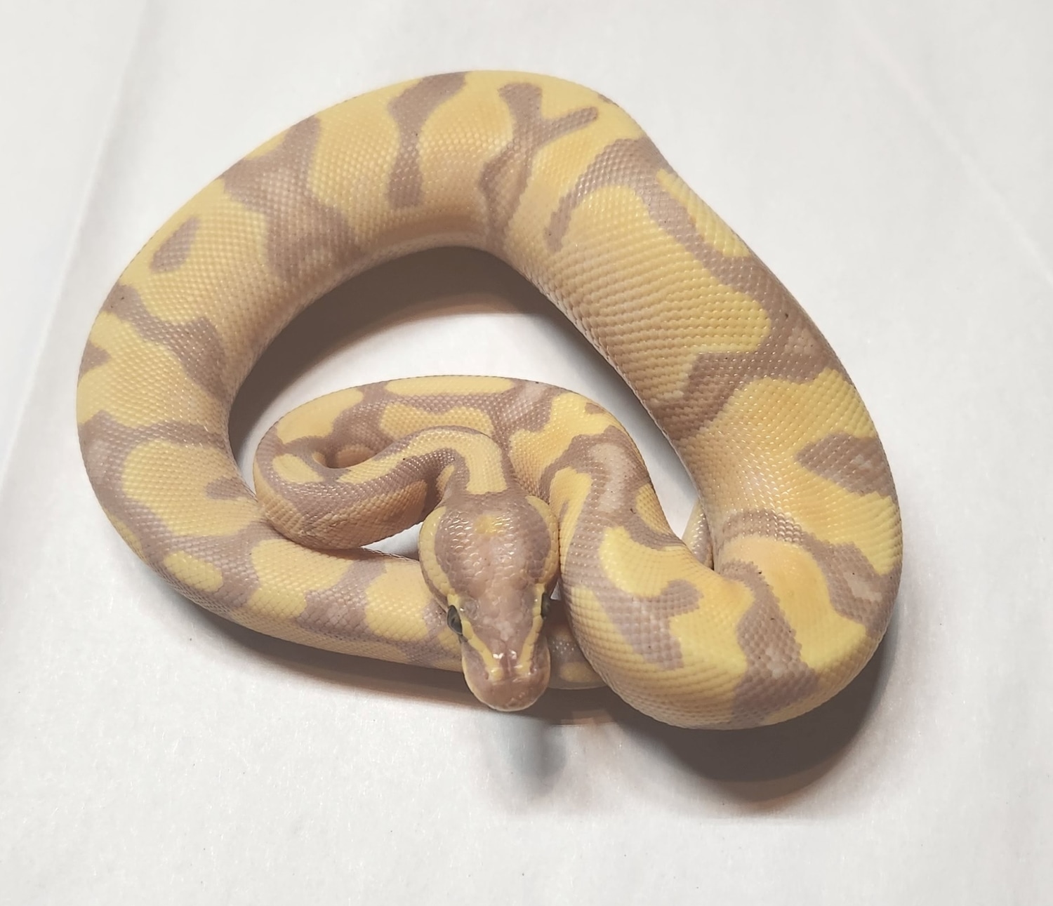 Banana Enchi Het Pied Ball Python by C4 Reptiles - MorphMarket