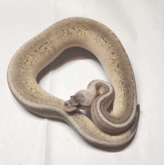 Pewter Pinstripe 66%pos Het Clown Ball Python by C4 Reptiles
