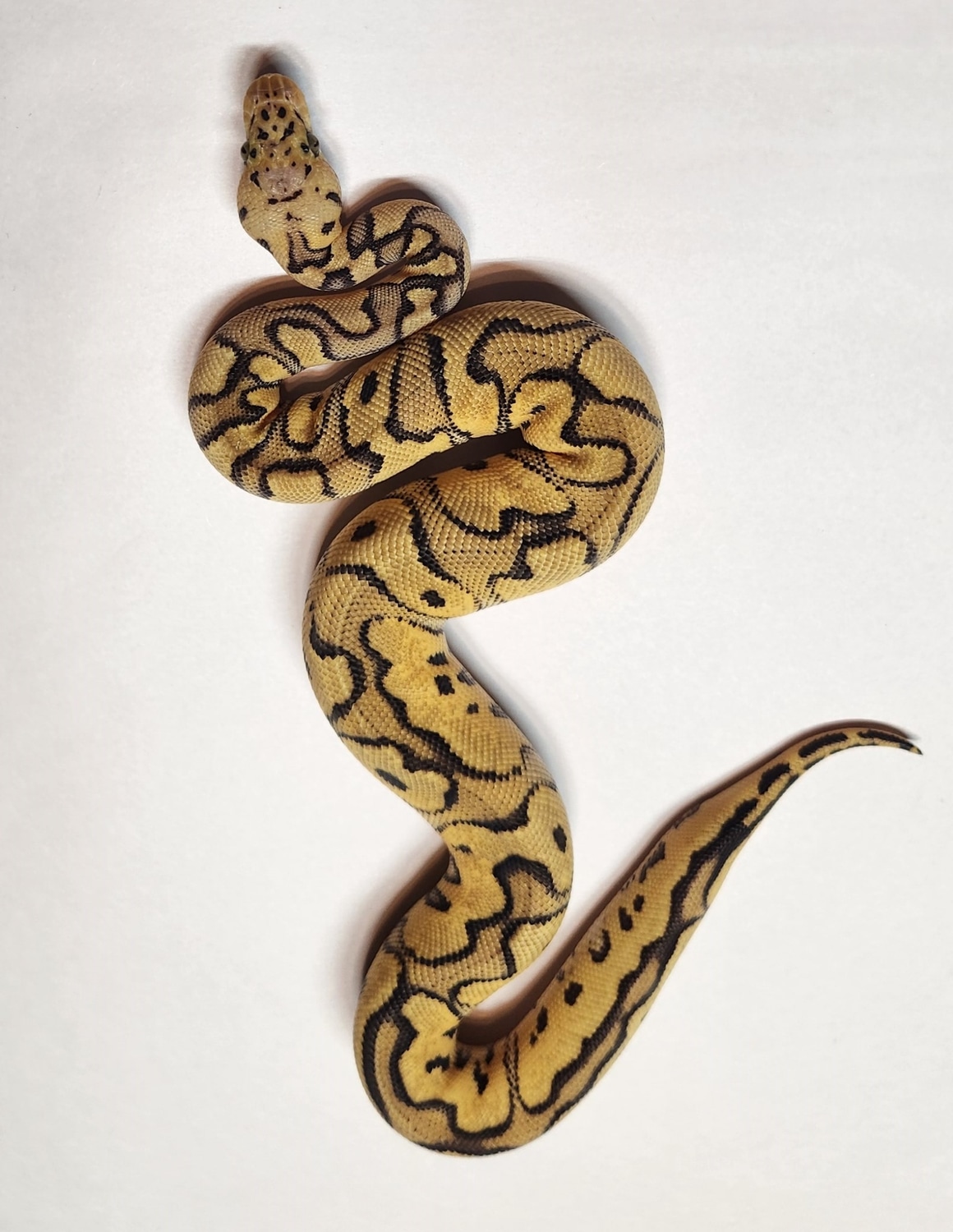 Pastel Clown Ball Python by C4 Reptiles - MorphMarket