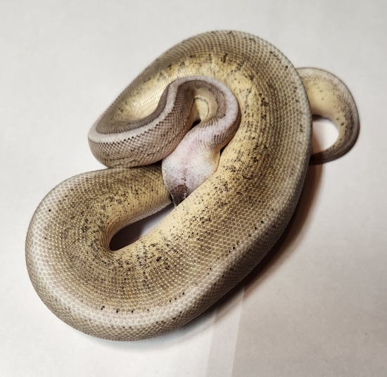 Pewter Pinstripe 66% Pos Het Clown Ball Python by C4 Reptiles