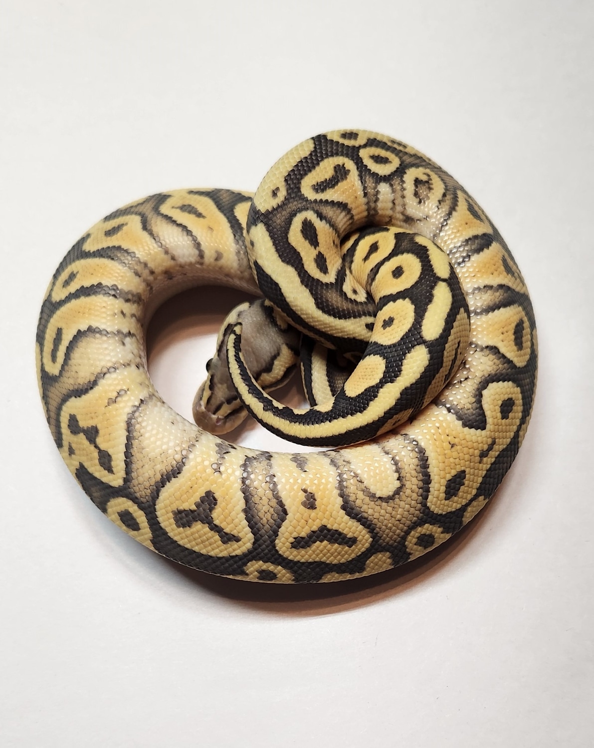 Pastel Hypo Het Clown Ball Python by C4 Reptiles - MorphMarket