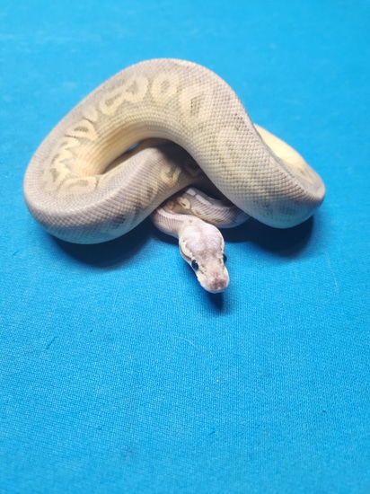 Sterling Het Clown Ball Python by C4 Reptiles