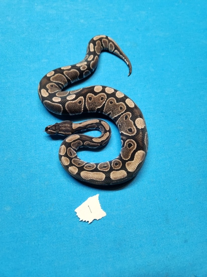 Axanthic Vpi Ball Python by C4 Reptiles