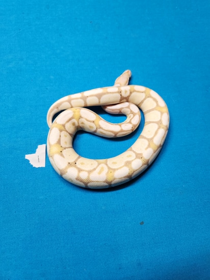 Banana Axanthic Ball Python by C4 Reptiles