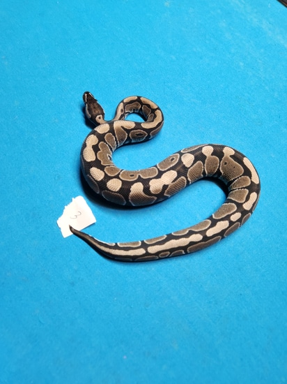 Axanthic (Vpi) Ball Python by C4 Reptiles