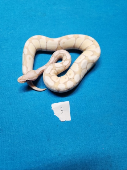 Axanthic Banana Ball Python by C4 Reptiles