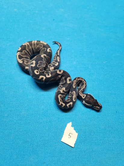 Axanthic Ghi Ball Python by C4 Reptiles