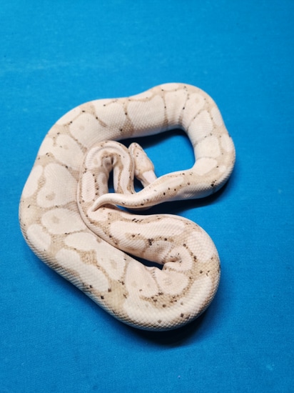 Proven Breeder Banana Axanthic Ball Python by C4 Reptiles