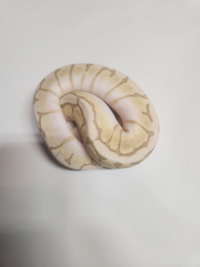 Bamboo Bumblebee Ball Python by C4 Reptiles