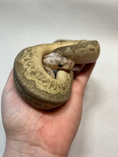 Clown Trio 1.2 Ball Python by C4 Reptiles