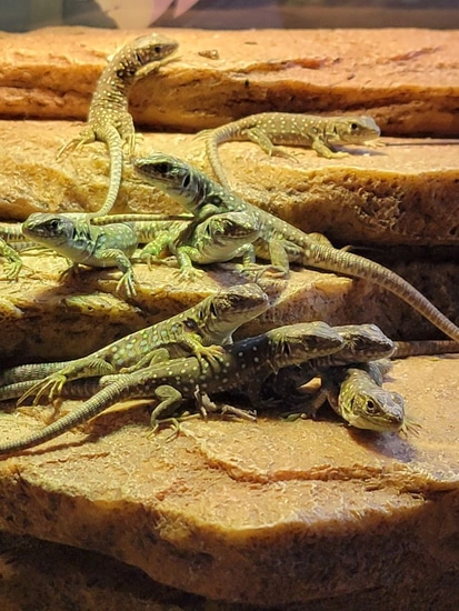 Jeweled Lacertas by Cade's Lacertas