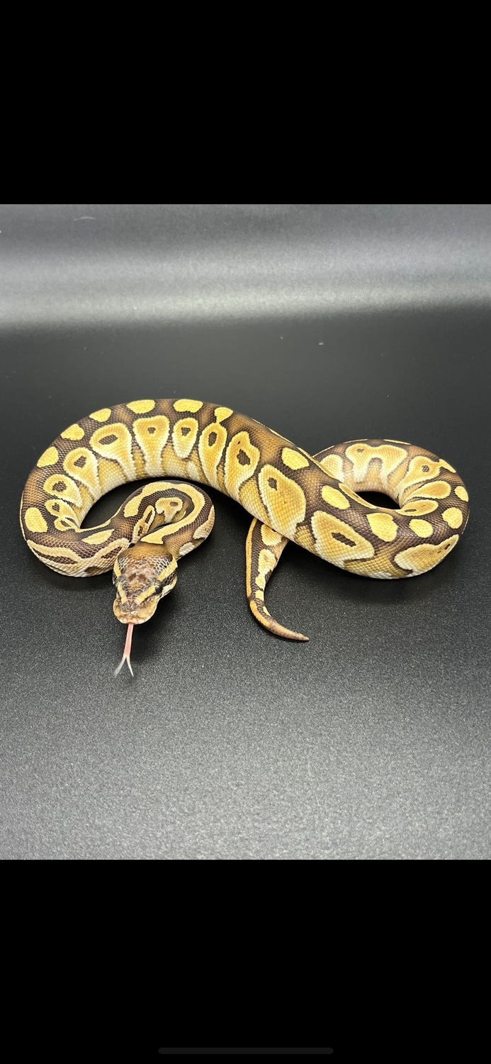 Pastel Mojave Ball Python by C&C Exotic Reptiles - MorphMarket