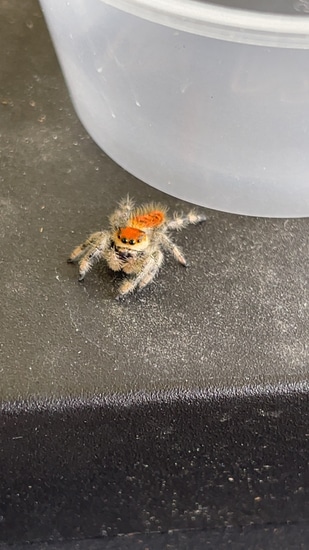 Mean Tangerine Jumping Spider by C&C Exotic Reptiles