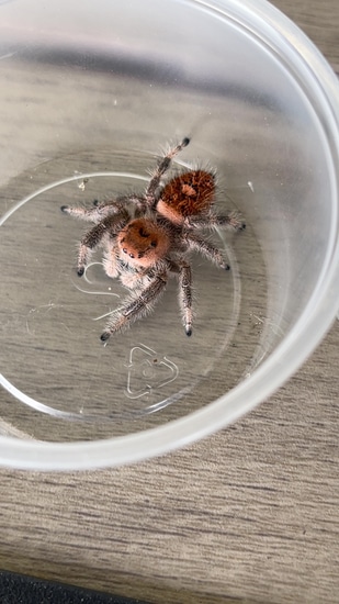 Peaches And Cream Jumping Spider by C&C Exotic Reptiles