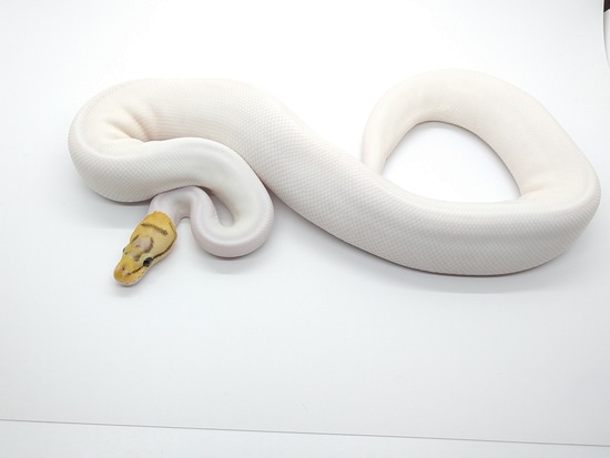 Super Pastel Spider Pied Ball Python by C.Gonz Reptiles