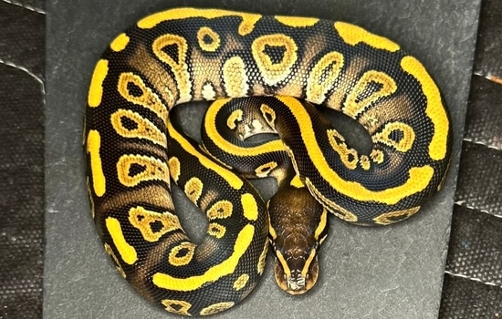 Mystic Ball Python by Reptiles With Attitudes