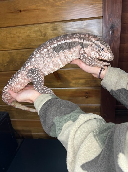 Red Tegu Argentine Tegus by Keiko’s Exotics