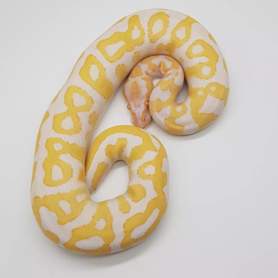 Leopard Albino Het Pied Ball Python by Cabellamackballpythons