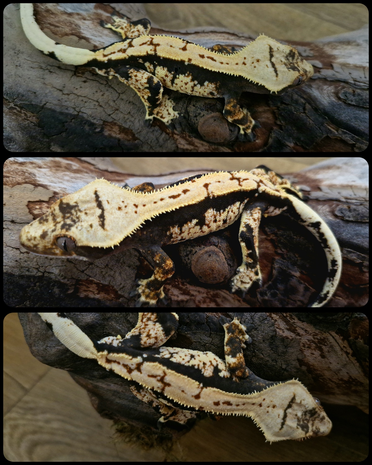 CAC Reptiles's Collection - MorphMarket