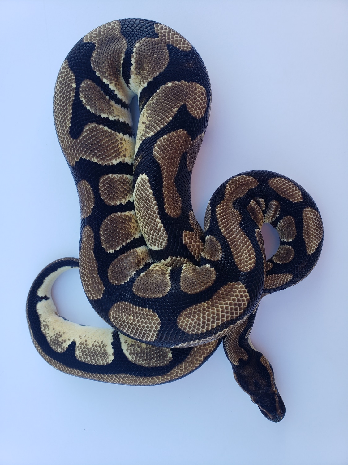 Proven Breeder Orange Dream Xtreme Gene Ball Python by 318 Reptiles ...