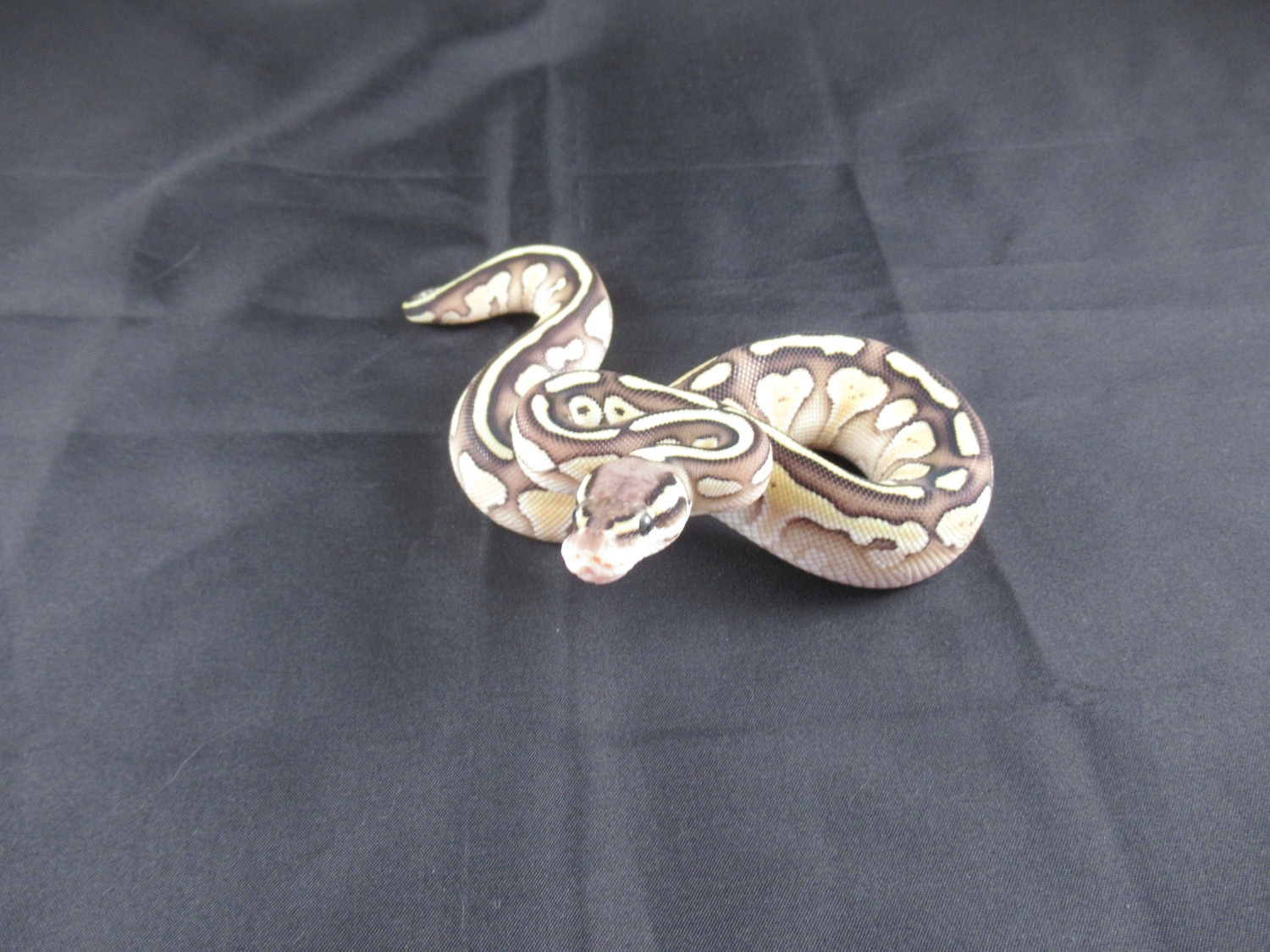 Pastel Lesser/Butter 50% Het Clown Ball Python by Snow Balls - MorphMarket