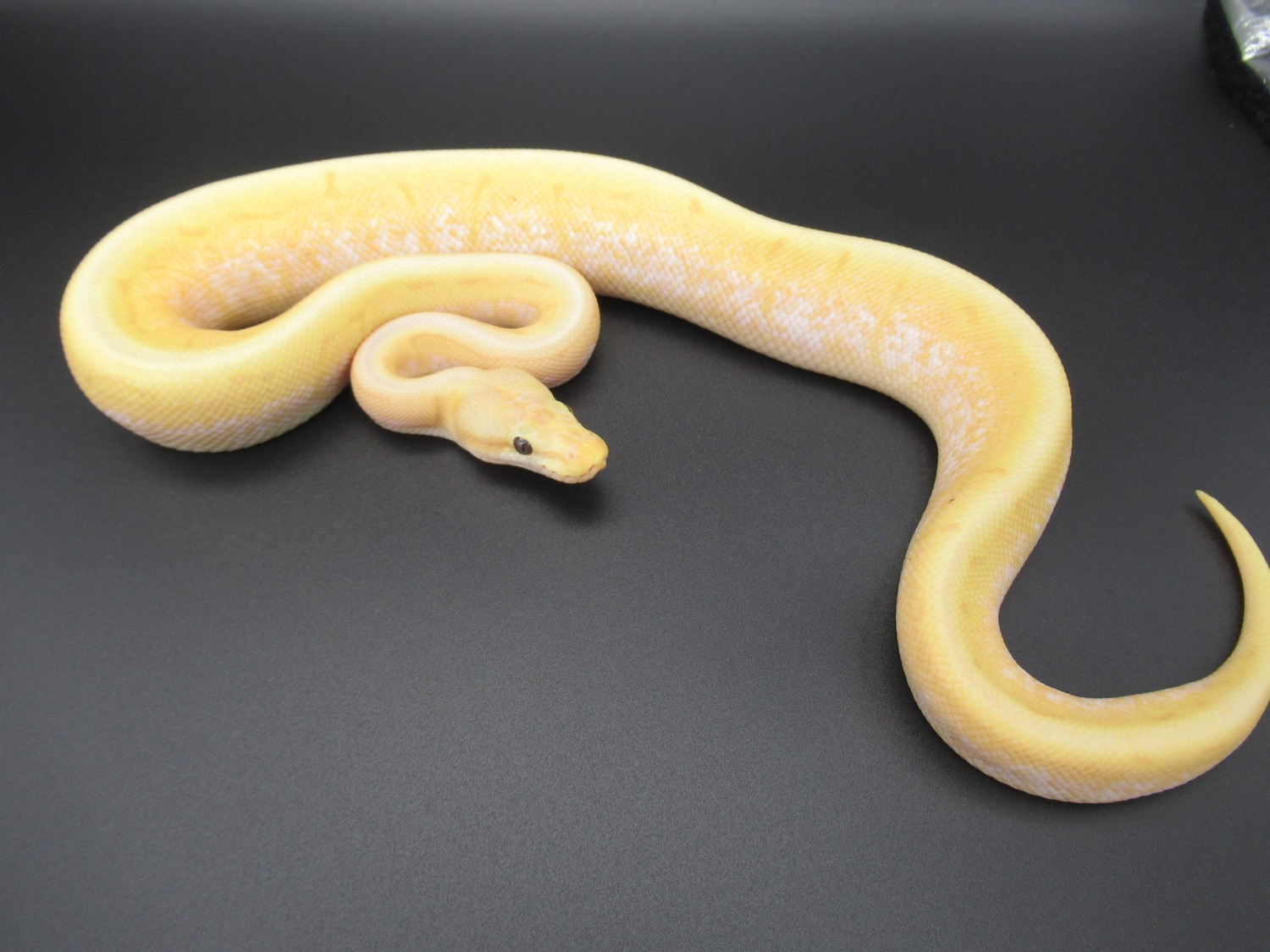 Banana Fire Spinner Ball Python by Snow Balls - MorphMarket