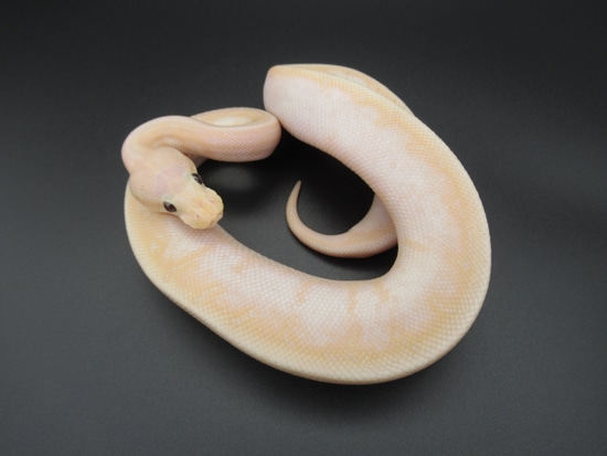 Banana Cinnamon Fire Spinner Ball Python by Snow Balls
