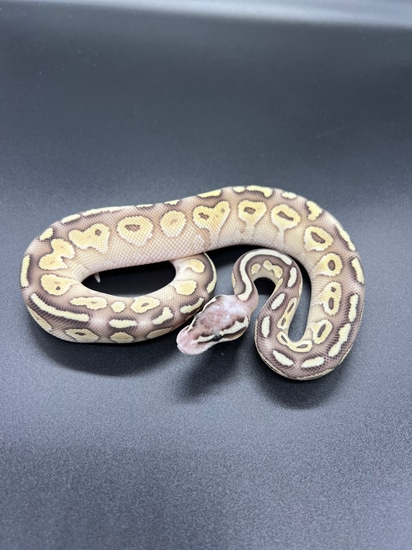 Super Pastel Lesser/Butter 50% Het Clown Ball Python by Snow Balls