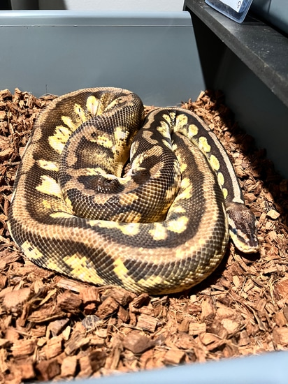 Super Pastel Calico Ball Python by Snow Balls