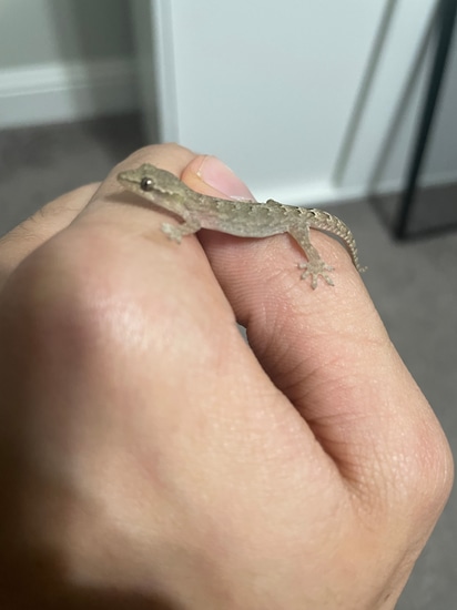 Mourning Geckos(20) by C's Lizards