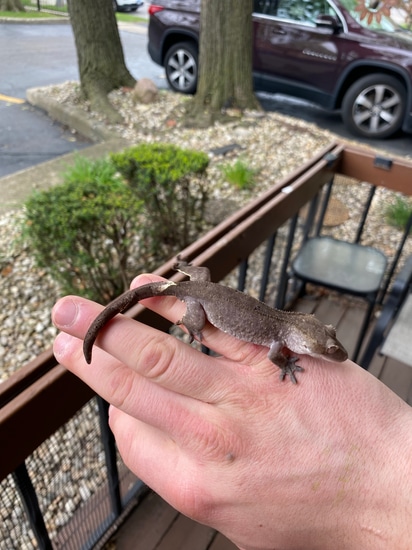 Super Nice Female Visual Axanthic Crested Gecko by Cadillac Rhacs