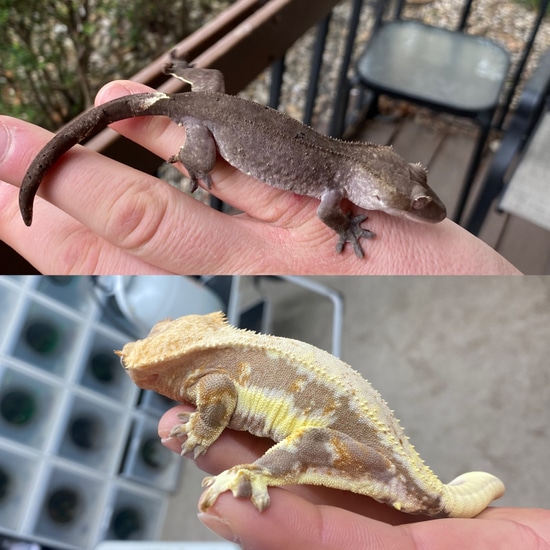 Axanthic Bundle!! Crested Gecko by Cadillac Rhacs