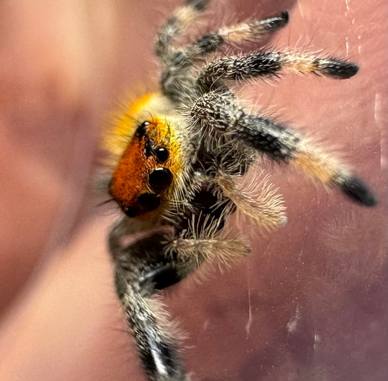 I6 Female P. Regius Regal Jumping Spider Jumping Spider by Kit's ...