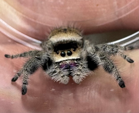 Mature Female P. Regius Regal Jumping Spider Jumping Spider by Kit's ...
