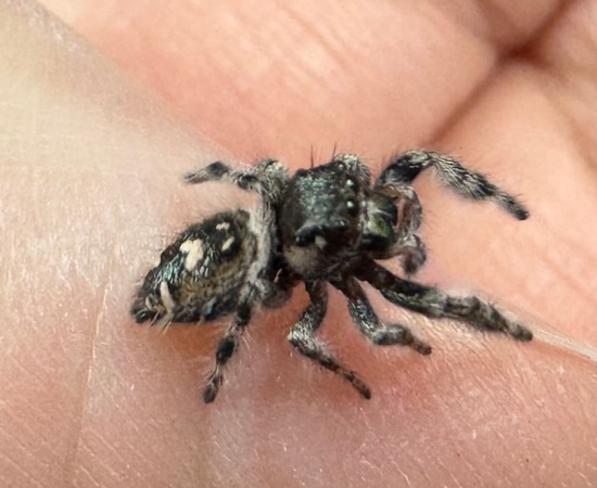 I7 Juvenile Male Regal/Otiosus Hybrid Jumping Spider by Kit's Critters LLC