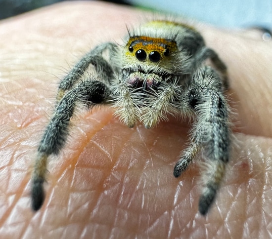 I8 Female P. Regius Regal Jumping Spider Jumping Spider by Kit's ...