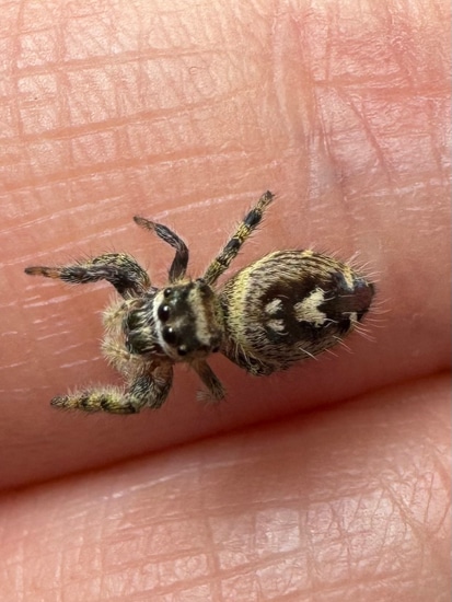 I6-7 P. Regius/P. Otiosus Hybrid Jumping Spider by Kit's Critters LLC