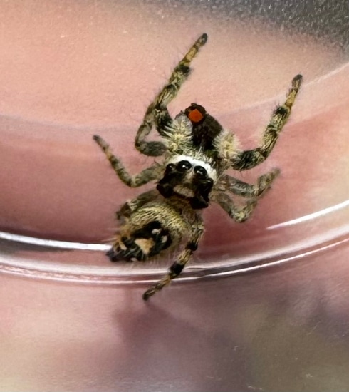I6-7 P. Regius/P. Otiosus Hybrid Jumping Spider by Kit's Critters LLC