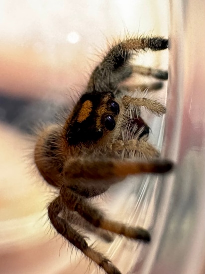 I6 Female P. Regius Regal Jumping Spider by Kit's Critters LLC