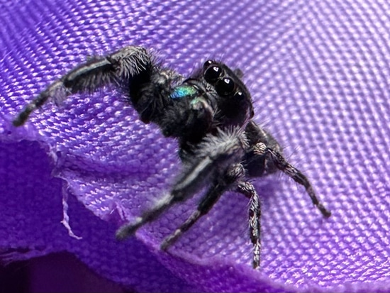 I8 Regal X Otiosus Hybrid Jumping Spider by Kit's Critters LLC