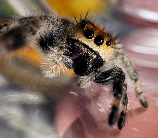 I7 Female P. Regius Regal Jumping Spider by Kit's Critters LLC