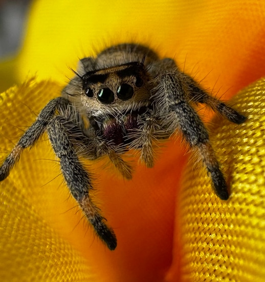 I7 Female P. Regius Regal Jumping Spider by Kit's Critters LLC