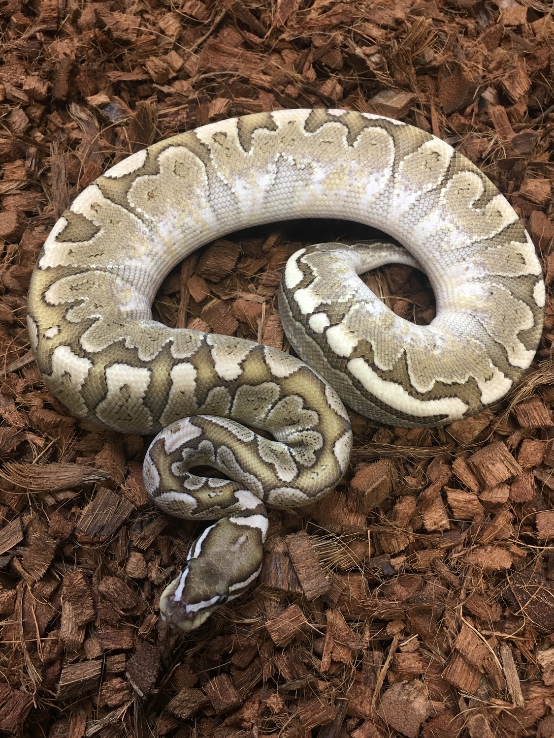 Bamboo Ball Python by Caged Constrictors - MorphMarket