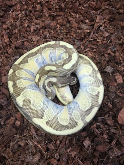 Lesser Enchi Spark Ball Python by Caged Constrictors