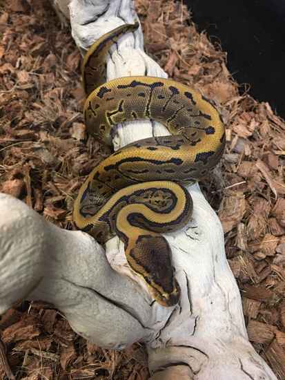 Leopard Pinstripe Pos Special Ph Clown Ball Python by Caged Constrictors