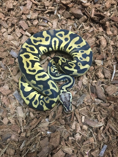 Leopard Pastel 66%poss Het Clown Ball Python by Caged Constrictors