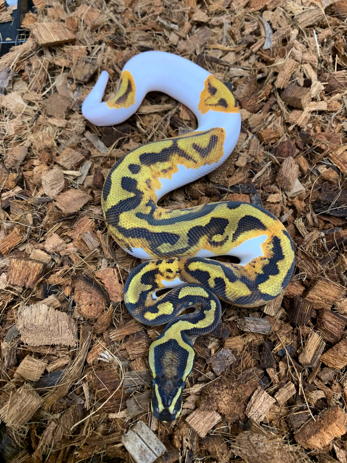 Enchi Yellowbelly/Asphalt Pied Ball Python by Caged Constrictors ...