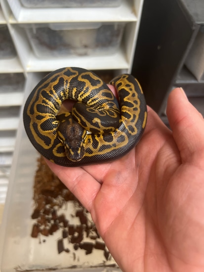 Hurricane Leopard Poss Yellow Belly 100% Het Clown Ball Python by Caged Constrictors