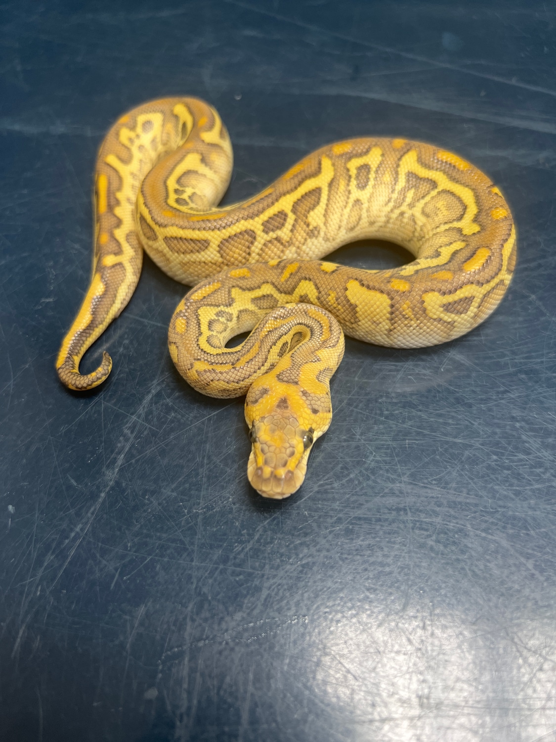 Butter Hurricane Leopard Poss Yellowbelly Clown Ball Python by Caged ...