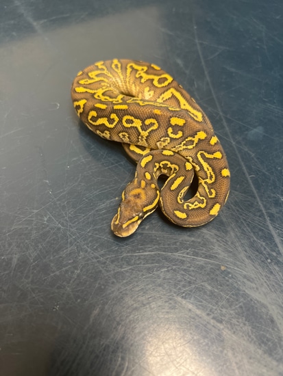 Butter Hurricane Leopard Poss Yellow Belly 100% Het Clown Pos YB Ball Python by Caged Constrictors